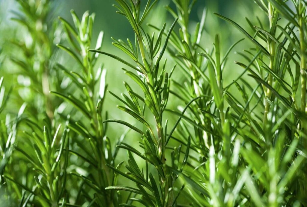 Propiedades del romero - Propiedadespedia